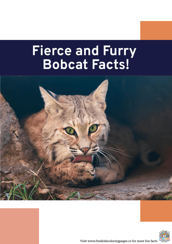 Fierce And Furry Bobcat Fun Facts Printable For Kids