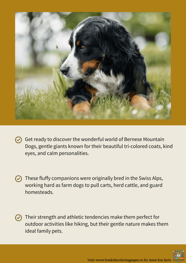 Big & Fluffy Bernese Mountain Dog Fun Facts Printable