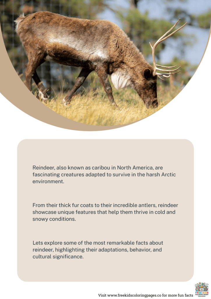 Remarkable Reindeer Fun Facts Printable For Kids To Explore