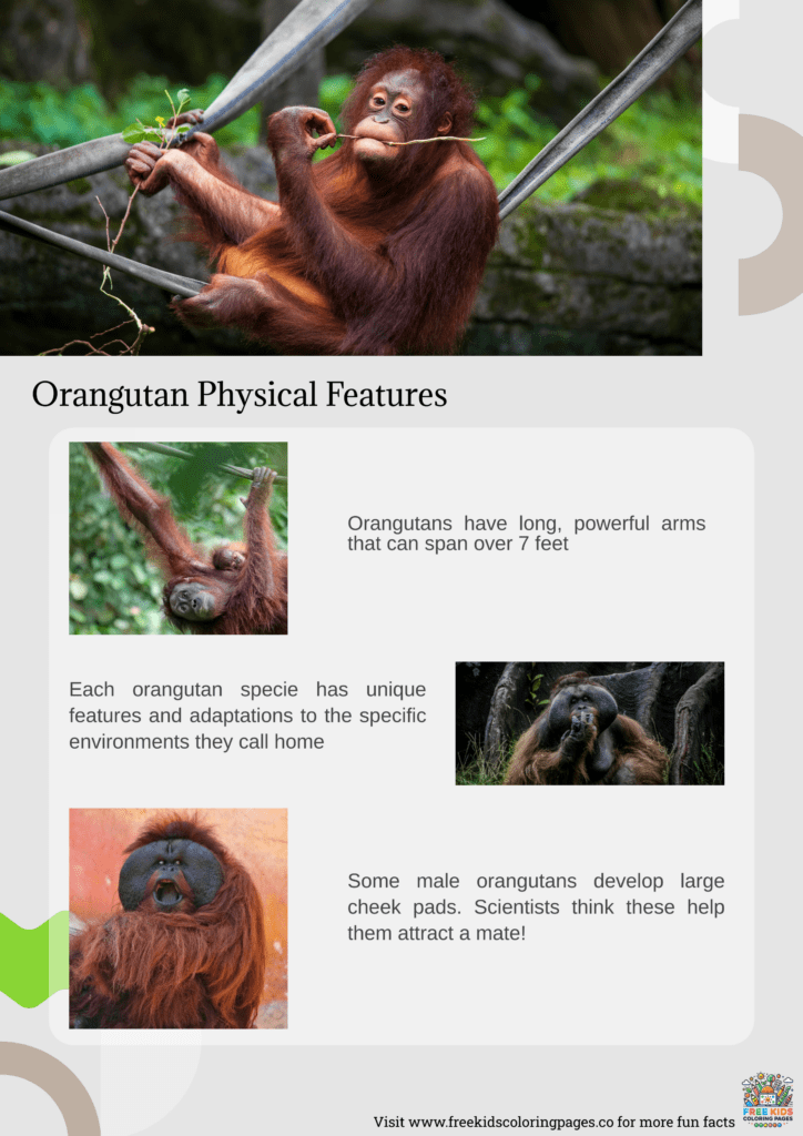 Awesome Orangutan Fun Facts Printable For Kids - Free Kids Coloring Pages