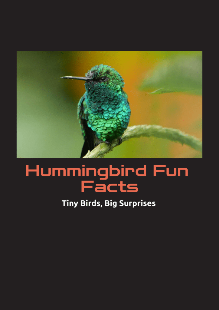 Hummingbird Fun Facts Printable - Free Kids Coloring Pages