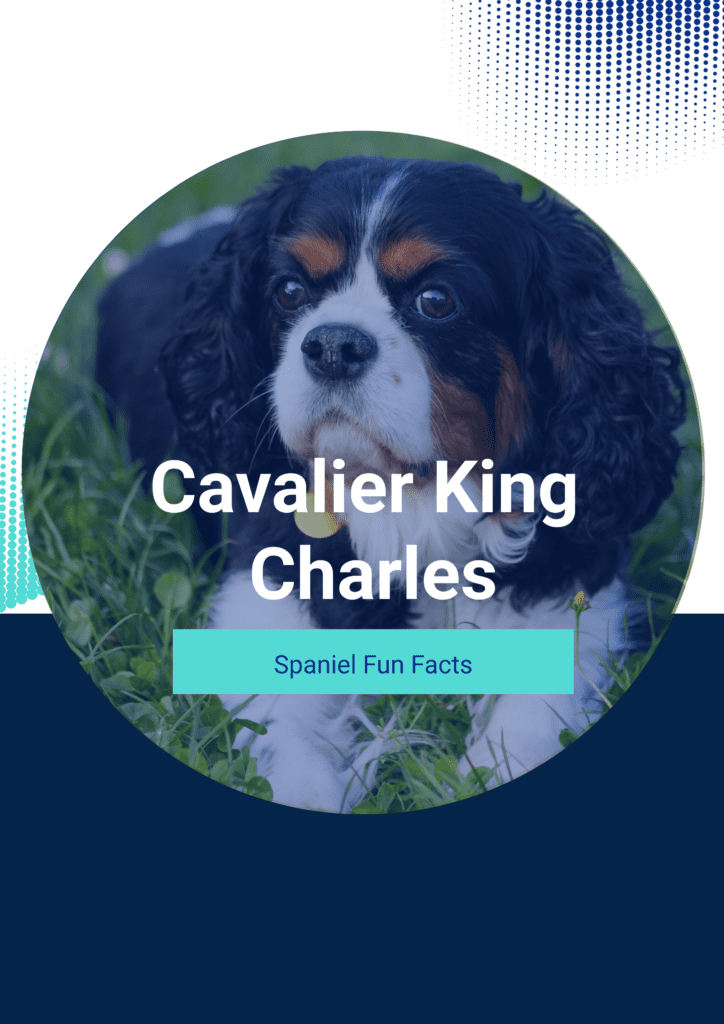 Cute Cavalier King Charles Spaniel Fun Facts Printable - Free Kids ...