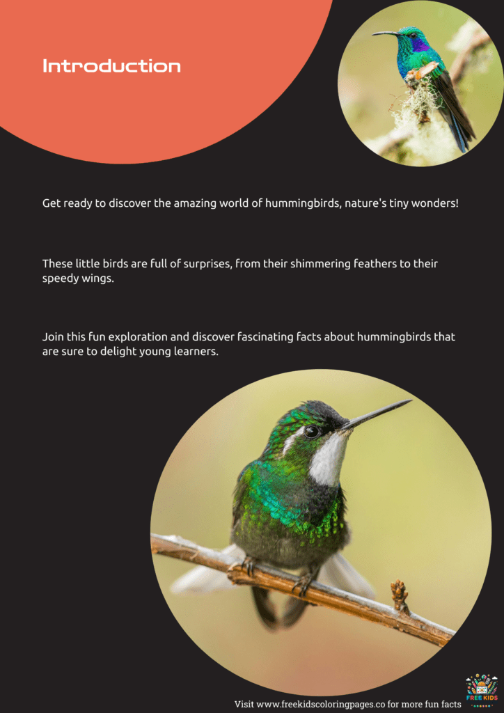 Hummingbird Fun Facts Printable - Free Kids Coloring Pages