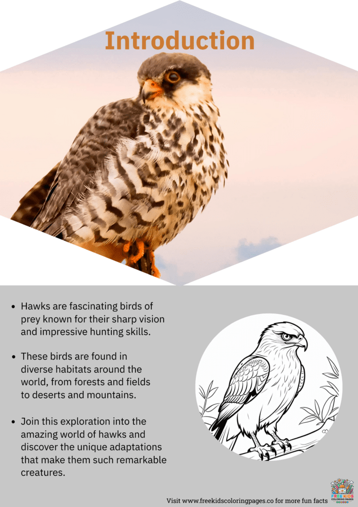 Hawk Fun Facts Printable For Kids - Free Kids Coloring Pages
