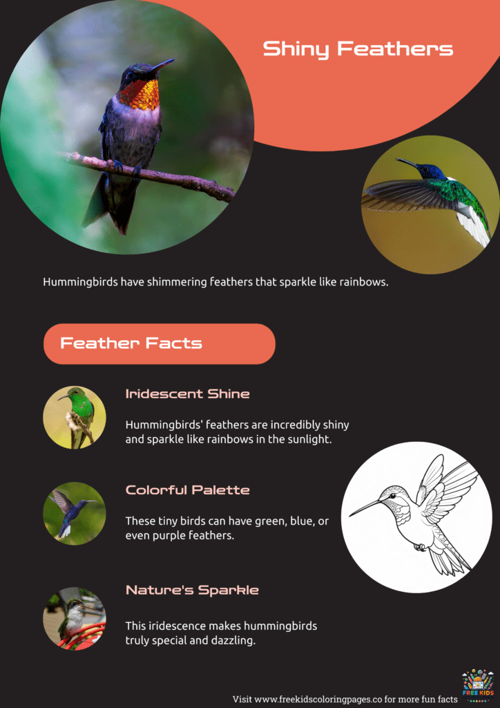 Hummingbird Fun Facts Printable - Free Kids Coloring Pages