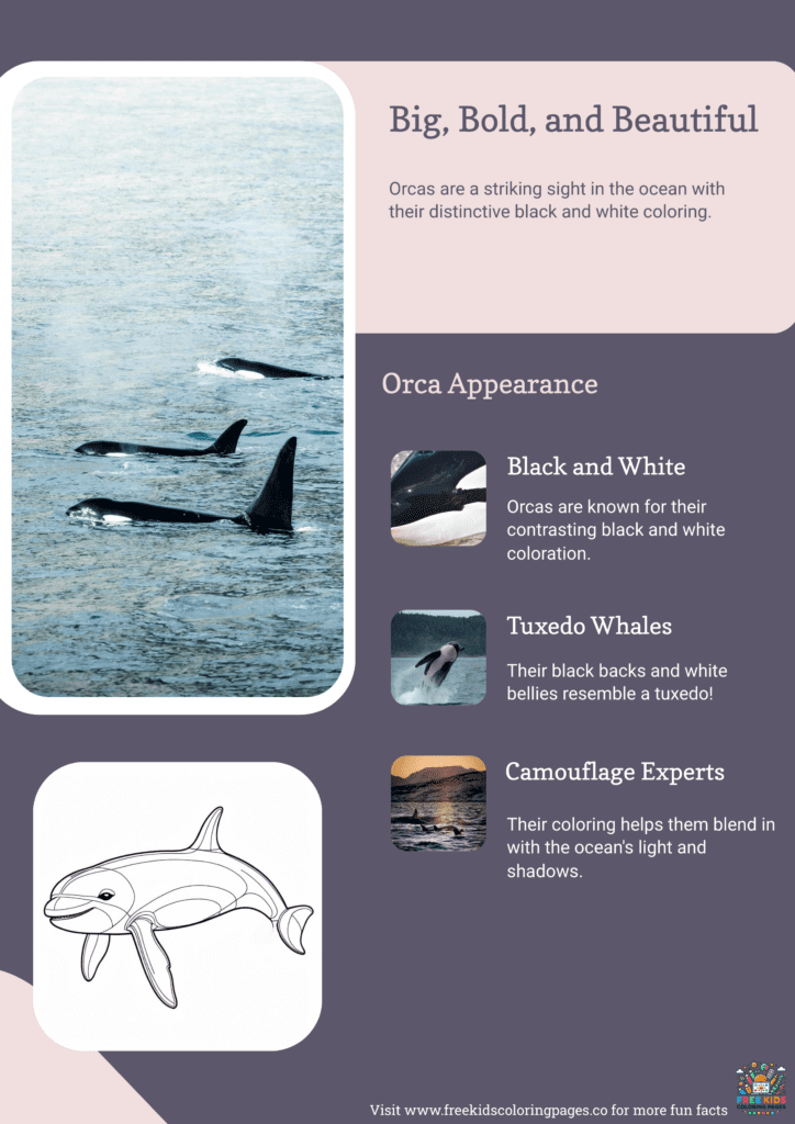 Awesome Orca Fun Facts Printable - Free Kids Coloring Pages