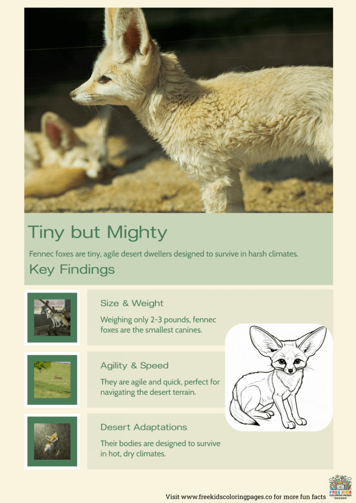 Fascinating Fennec Fox Facts Printable - Free Kids Coloring Pages
