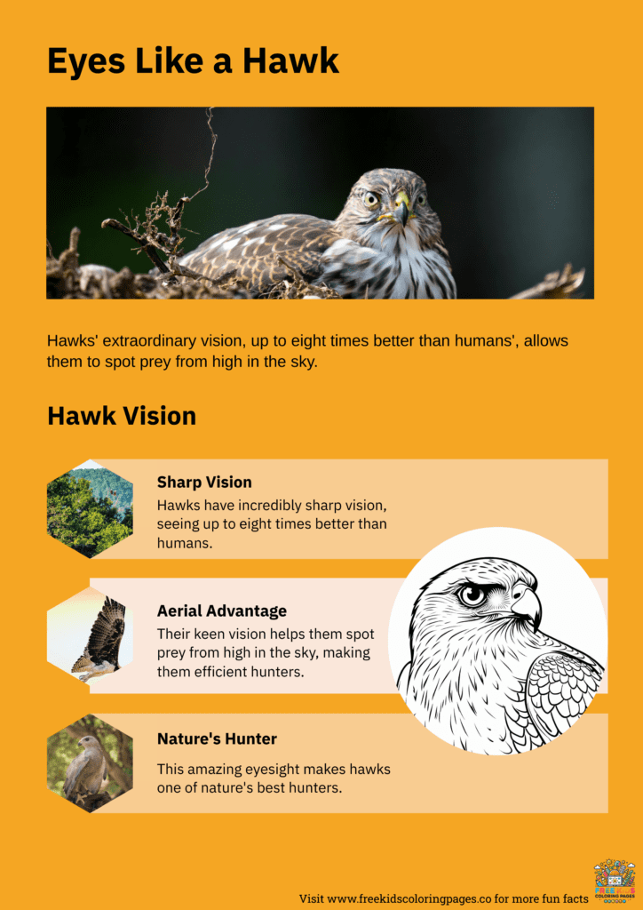 Hawk Fun Facts Printable For Kids - Free Kids Coloring Pages