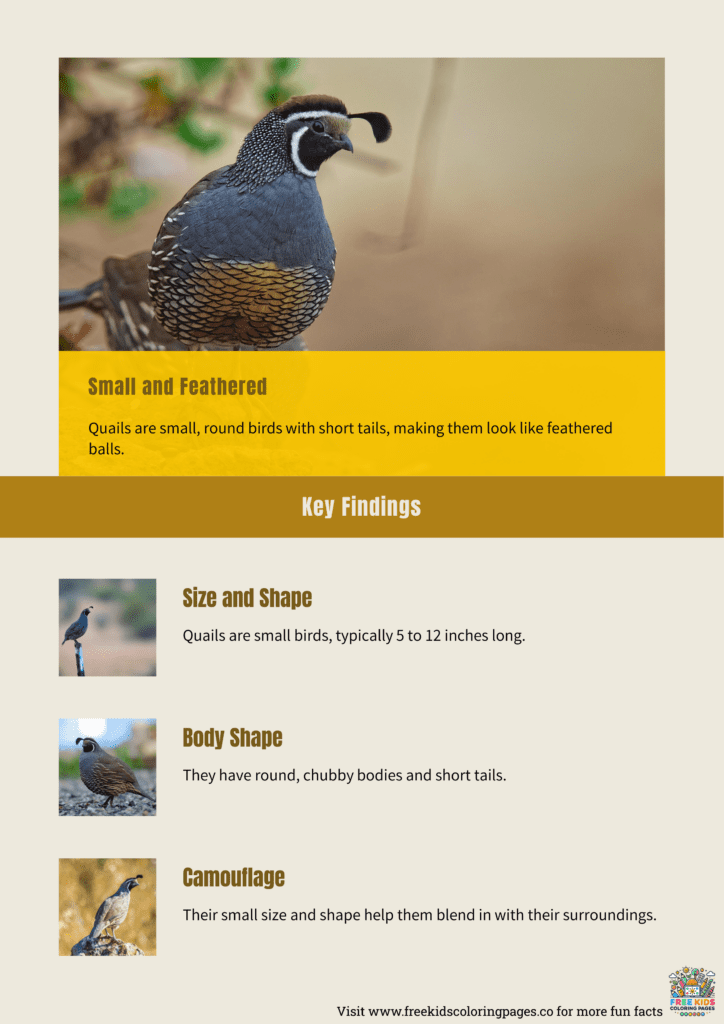 Quail Fun Facts Printable For Kids - Free Kids Coloring Pages