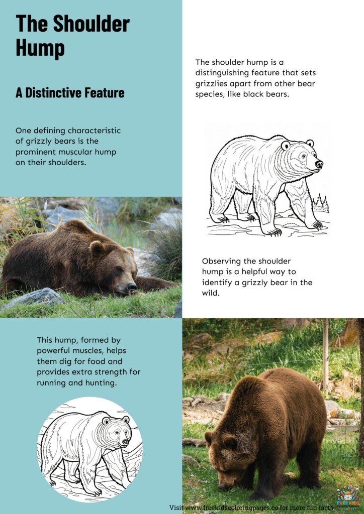 Grizzly Bear Fun Facts Printable For Kids - Free Kids Coloring Pages