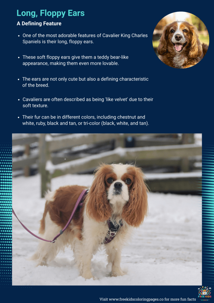 Cute Cavalier King Charles Spaniel Fun Facts Printable - Free Kids ...