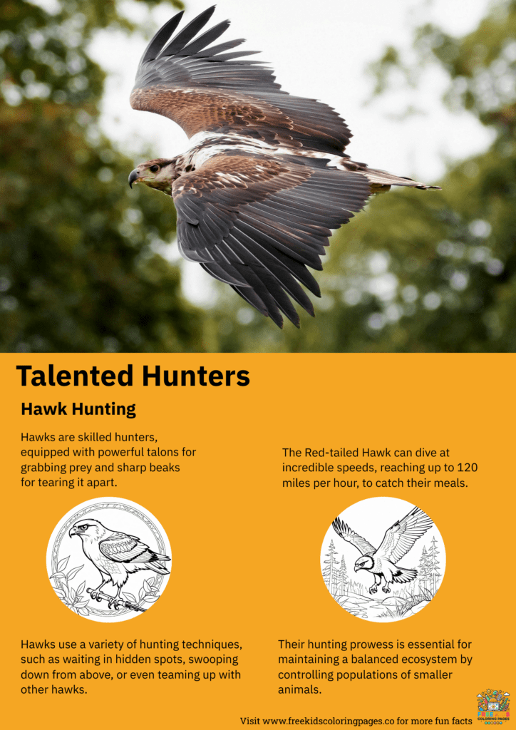 Hawk Fun Facts Printable For Kids - Free Kids Coloring Pages