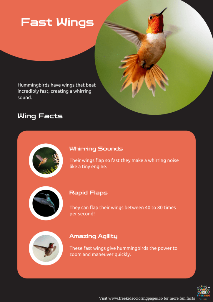 Hummingbird Fun Facts Printable - Free Kids Coloring Pages