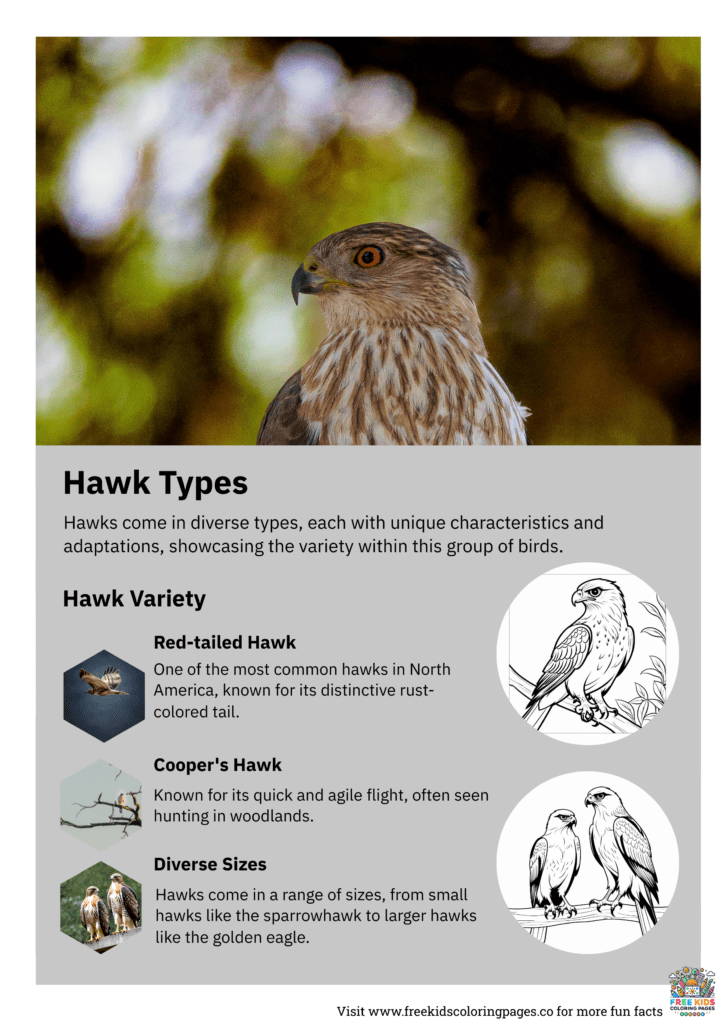 Hawk Fun Facts Printable For Kids - Free Kids Coloring Pages