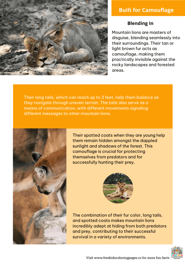 Mountain Lion Fun Facts Printable - Free Kids Coloring Pages