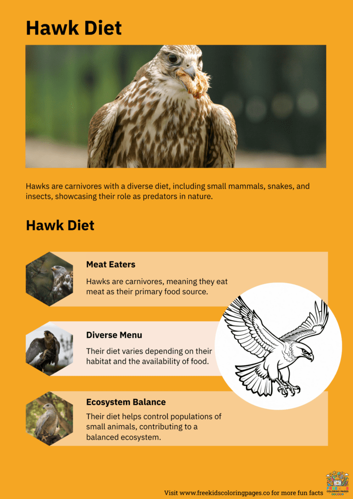 Hawk Fun Facts Printable For Kids - Free Kids Coloring Pages