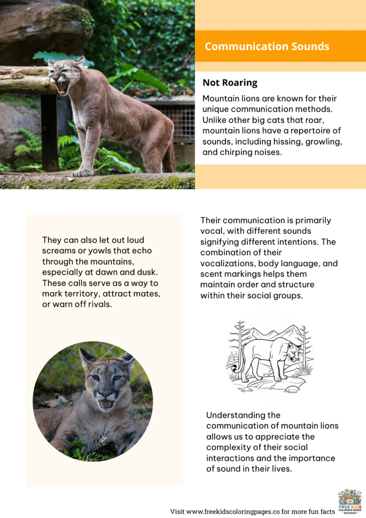 Mountain Lion Fun Facts Printable - Free Kids Coloring Pages