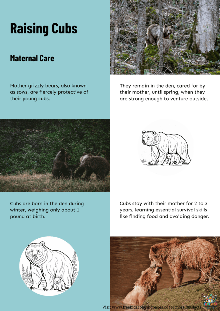 Grizzly Bear Fun Facts Printable For Kids - Free Kids Coloring Pages