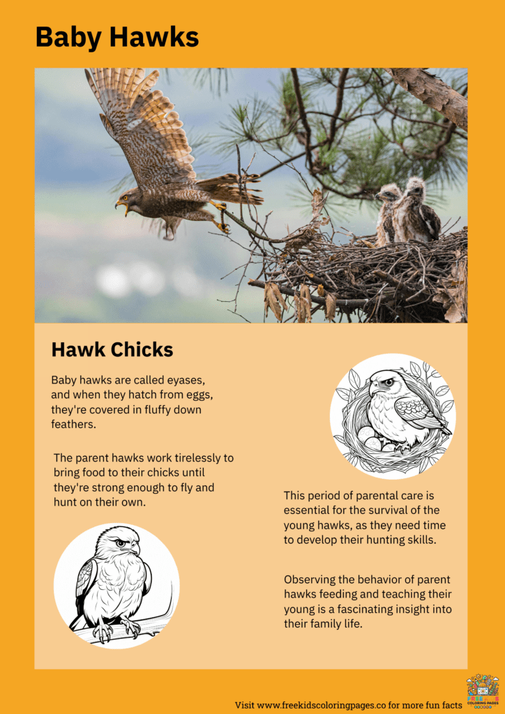 Hawk Fun Facts Printable For Kids - Free Kids Coloring Pages