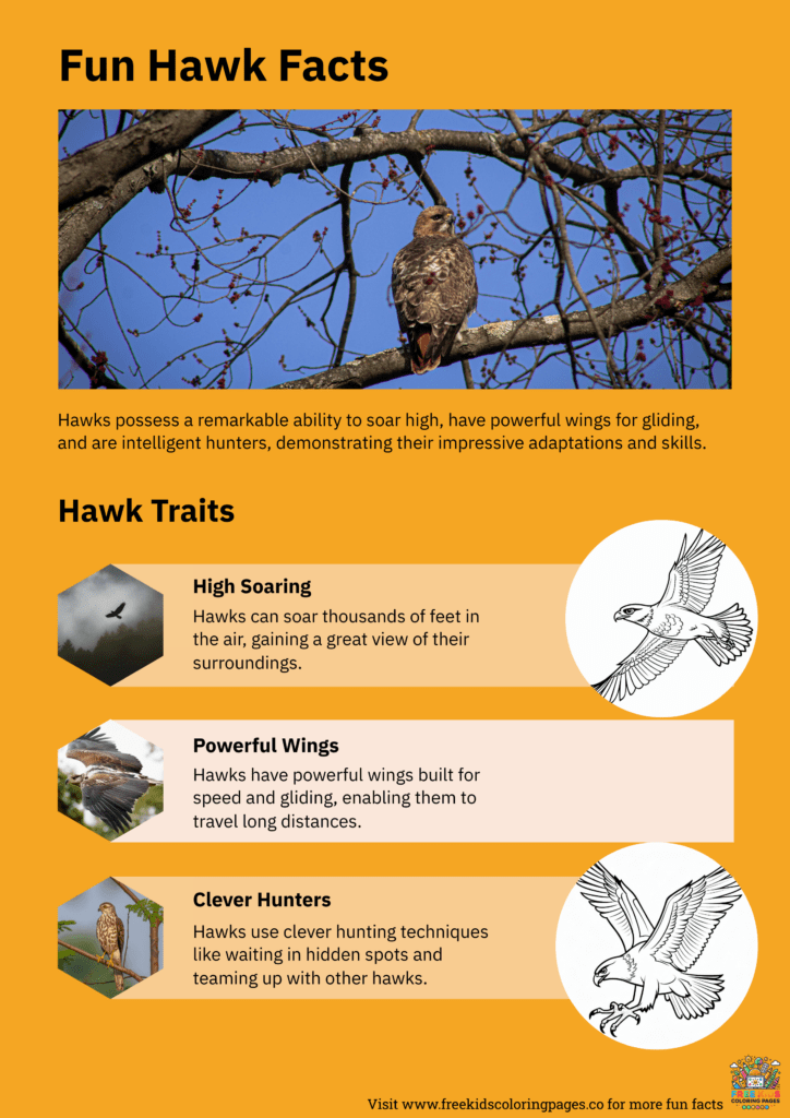 Hawk Fun Facts Printable For Kids - Free Kids Coloring Pages