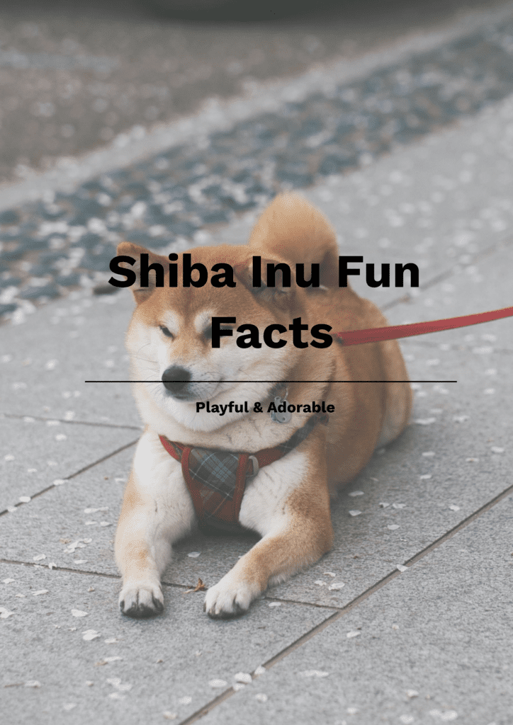 Shiba Inu Fun Facts Printable - Free Kids Coloring Pages