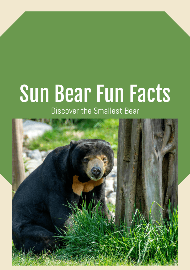 Sun Bear Fun Facts Printable - Free Kids Coloring Pages
