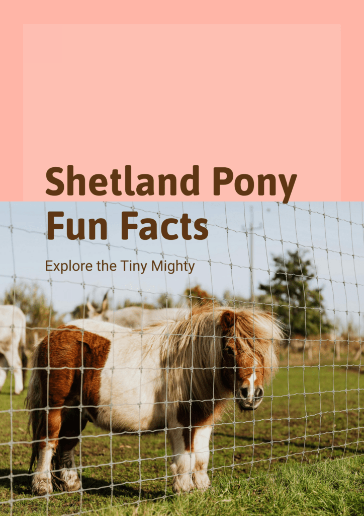 Shetland Pony Fun Facts Printable - Free Kids Coloring Pages