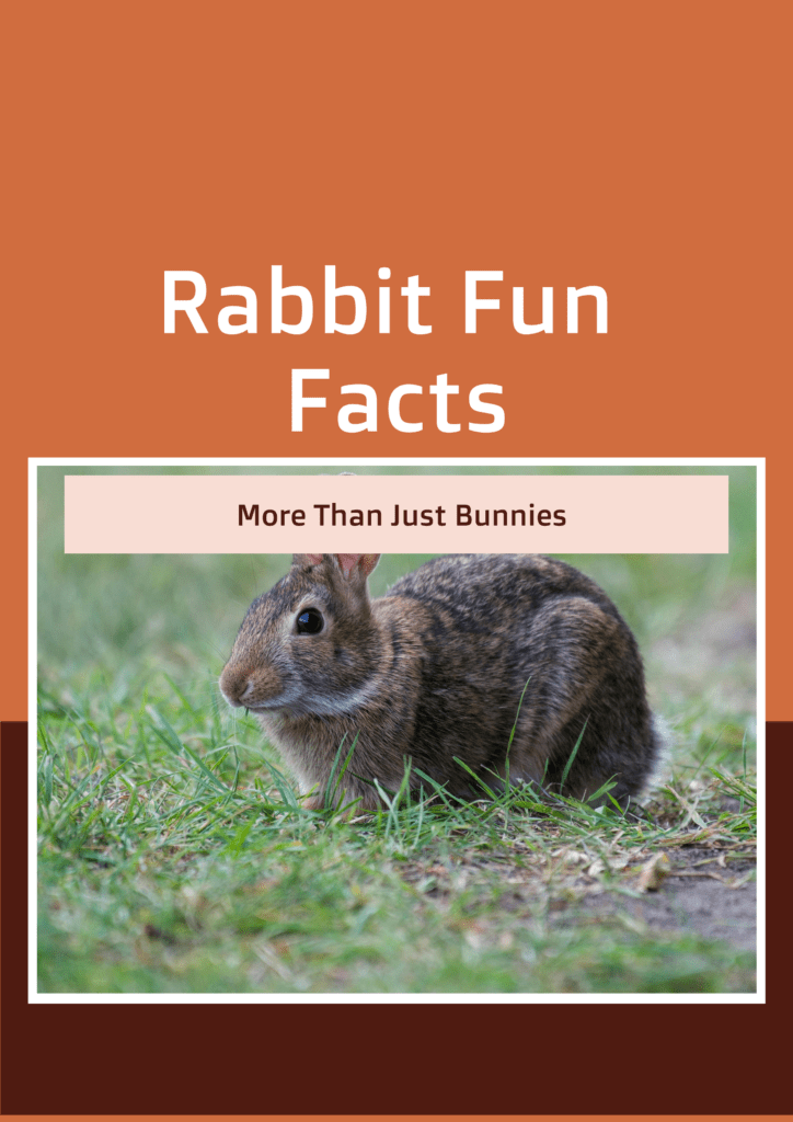 Rabbit Fun Facts Printable - Free Kids Coloring Pages