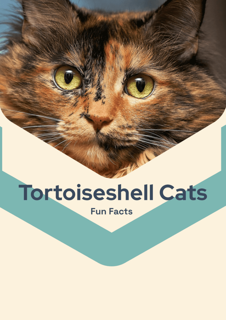 Tortoiseshell Cat Fun Facts Printable - Free Kids Coloring Pages