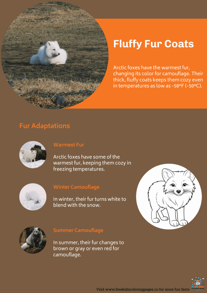 Arctic Fox Fun Facts Printable - Free Kids Coloring Pages
