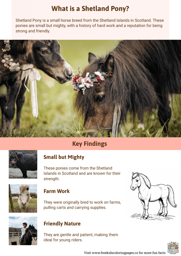 Shetland Pony Fun Facts Printable - Free Kids Coloring Pages