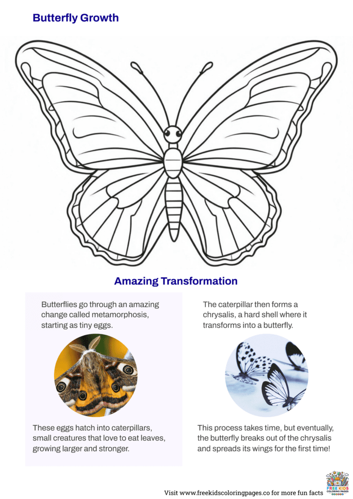Butterfly Fun Facts Printable - Free Kids Coloring Pages