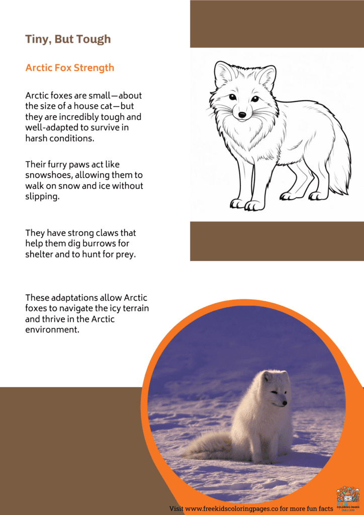 Arctic Fox Fun Facts Printable - Free Kids Coloring Pages