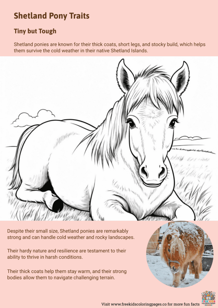 Shetland Pony Fun Facts Printable - Free Kids Coloring Pages