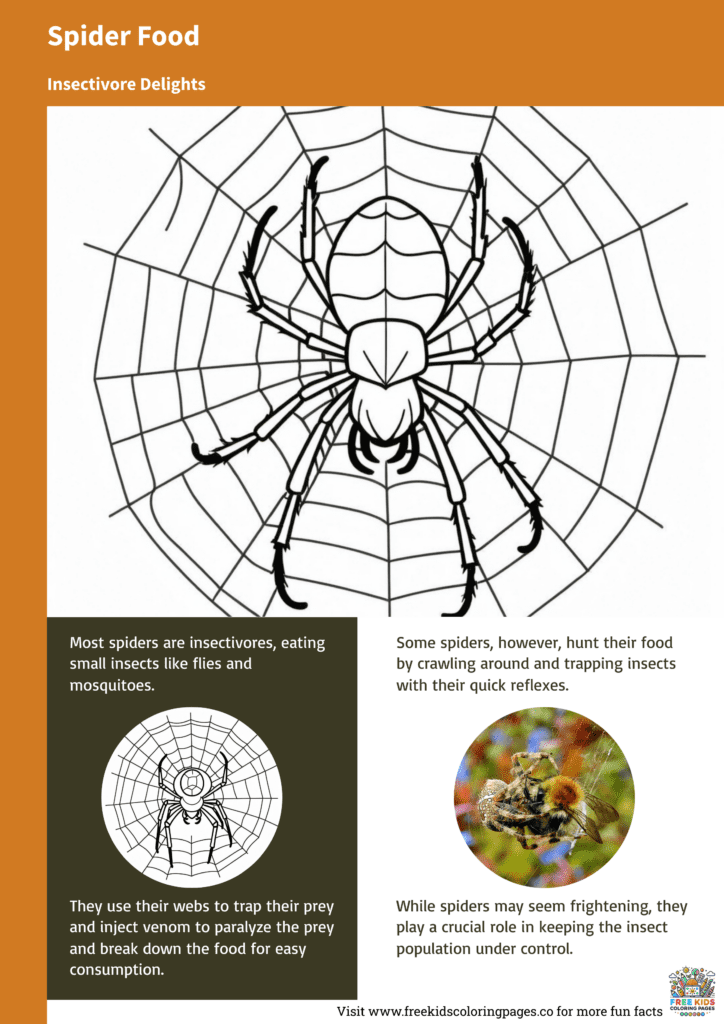 Spiders Fun Facts Printable - Free Kids Coloring Pages