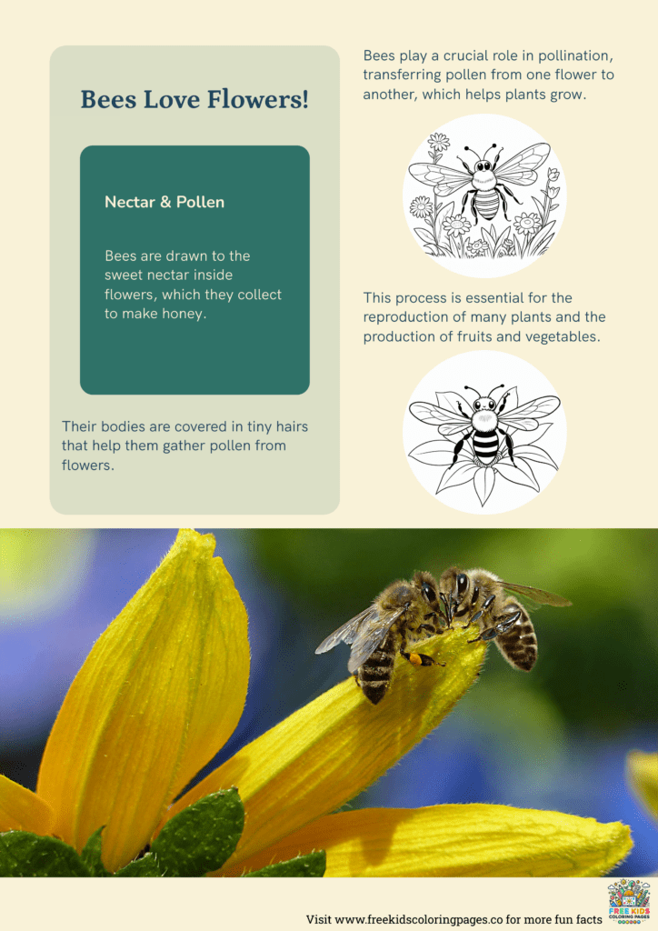 Bee Fun Facts Printable - Free Kids Coloring Pages