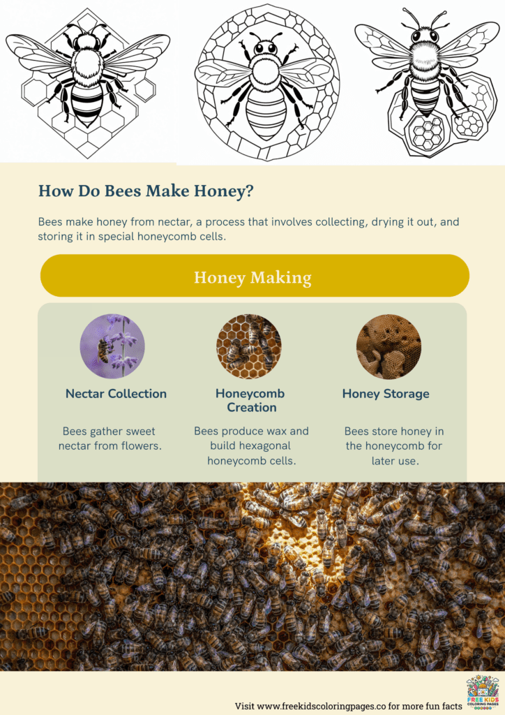 Bee Fun Facts Printable - Free Kids Coloring Pages