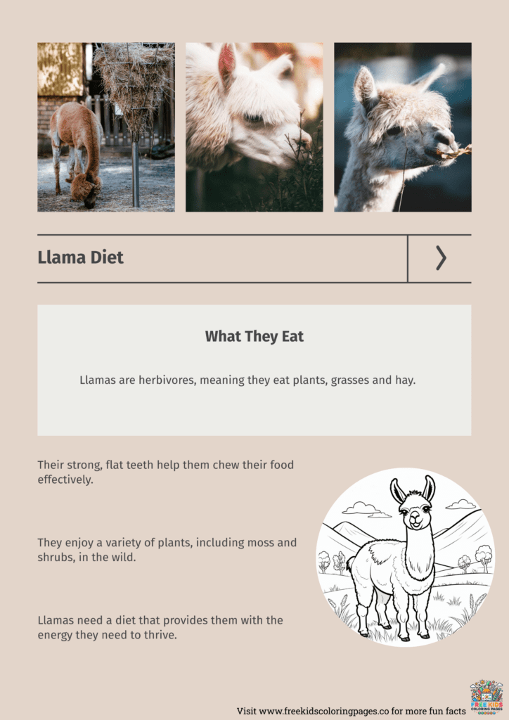 Llamas Fun Facts Printable - Free Kids Coloring Pages