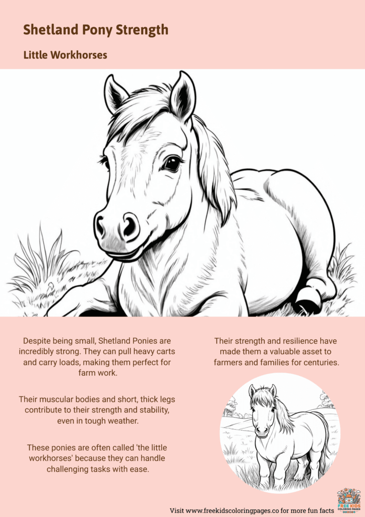 Shetland Pony Fun Facts Printable - Free Kids Coloring Pages