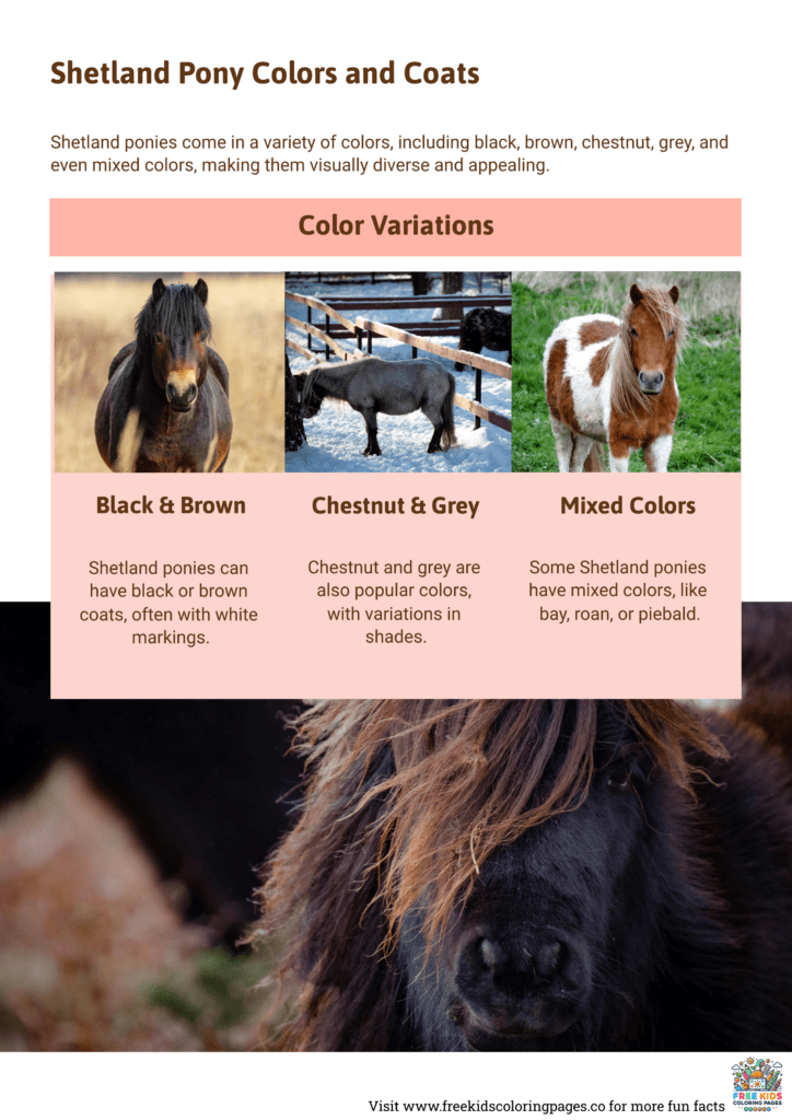 Shetland Pony Fun Facts Printable - Free Kids Coloring Pages