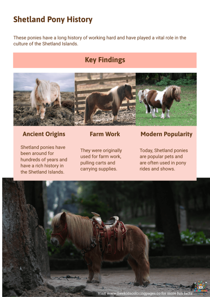 Shetland Pony Fun Facts Printable - Free Kids Coloring Pages