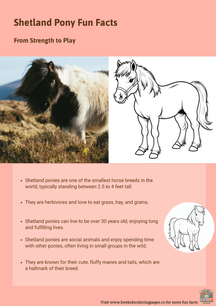Shetland Pony Fun Facts Printable - Free Kids Coloring Pages