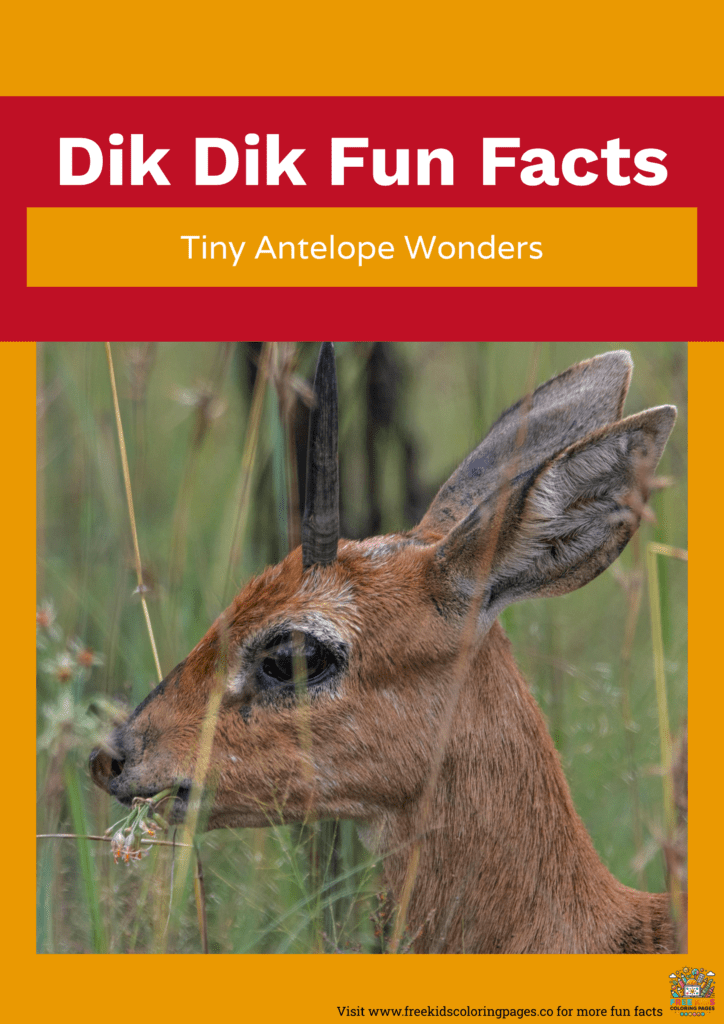 Delightful Dik Dik Fun Facts Printable - Free Kids Coloring Pages