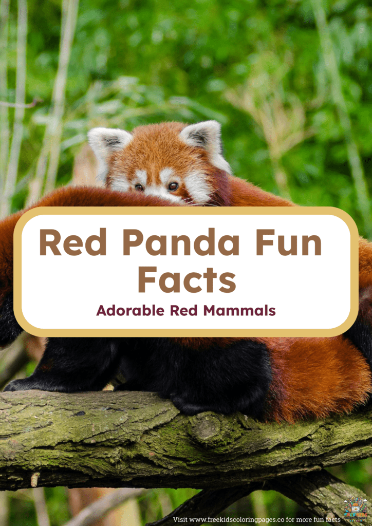 Adorable Red Panda Fun Facts Printable - Free Kids Coloring Pages