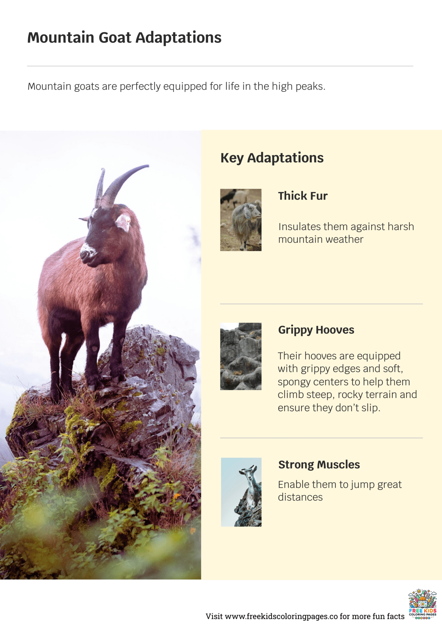 Marvelous Mountain Goats Fun Facts Printable - Free Kids Coloring Pages