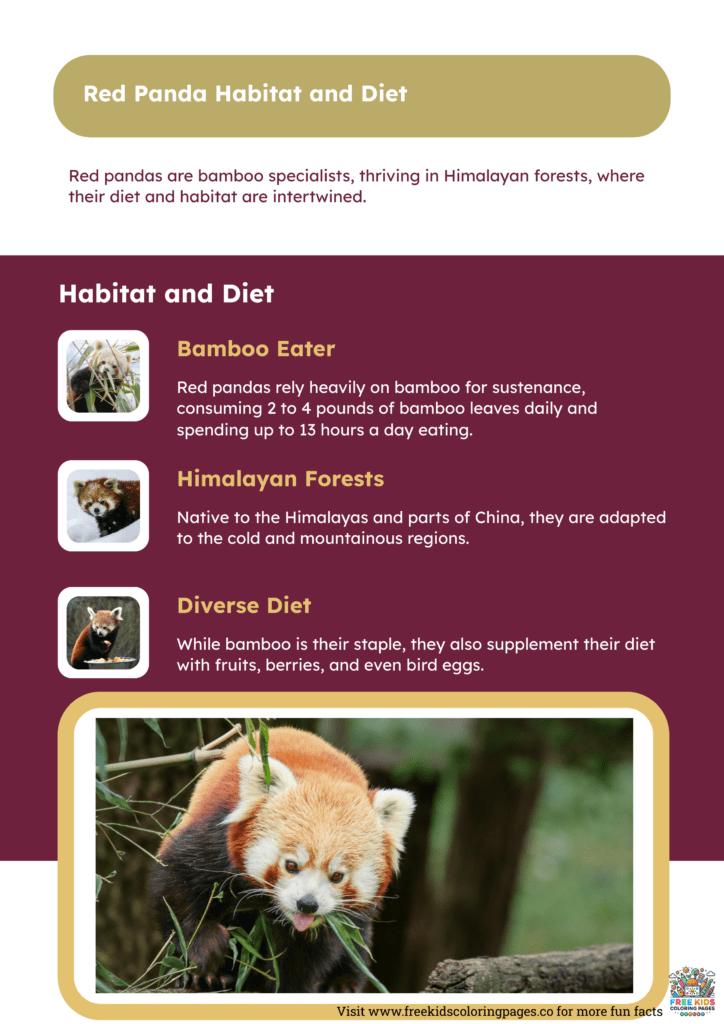 Adorable Red Panda Fun Facts Printable - Free Kids Coloring Pages