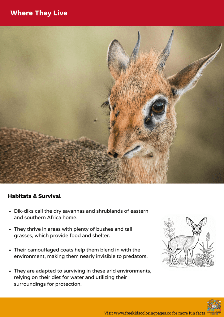 Delightful Dik Dik Fun Facts Printable - Free Kids Coloring Pages