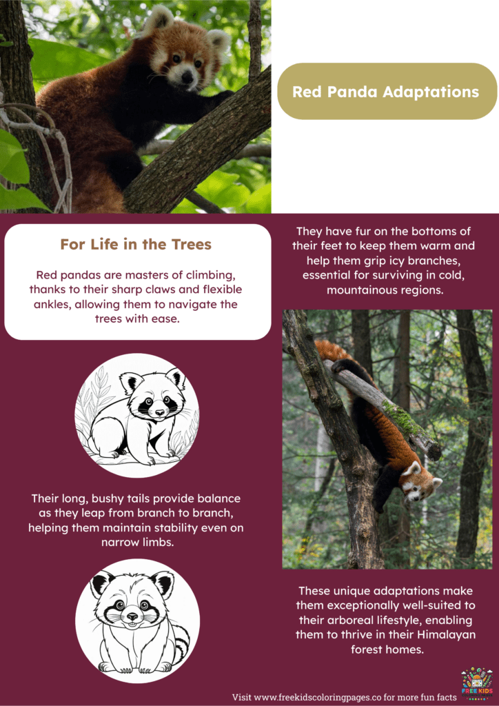 Adorable Red Panda Fun Facts Printable - Free Kids Coloring Pages