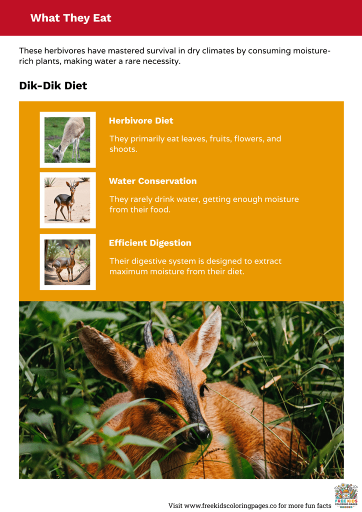 Delightful Dik Dik Fun Facts Printable - Free Kids Coloring Pages