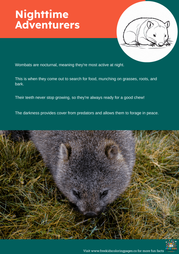 Wonderful Wombat Fun Facts Printable - Free Kids Coloring Pages